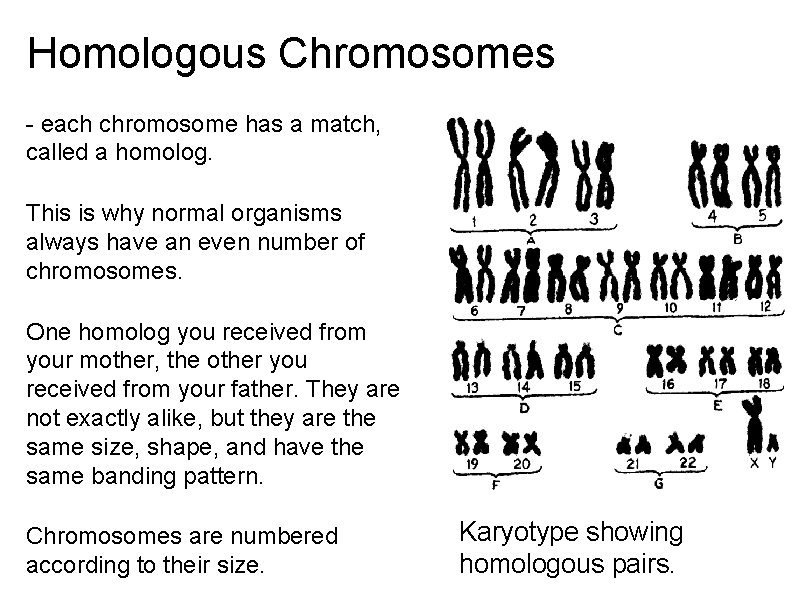 11 4 MEIOSIS What is it Meiosis the