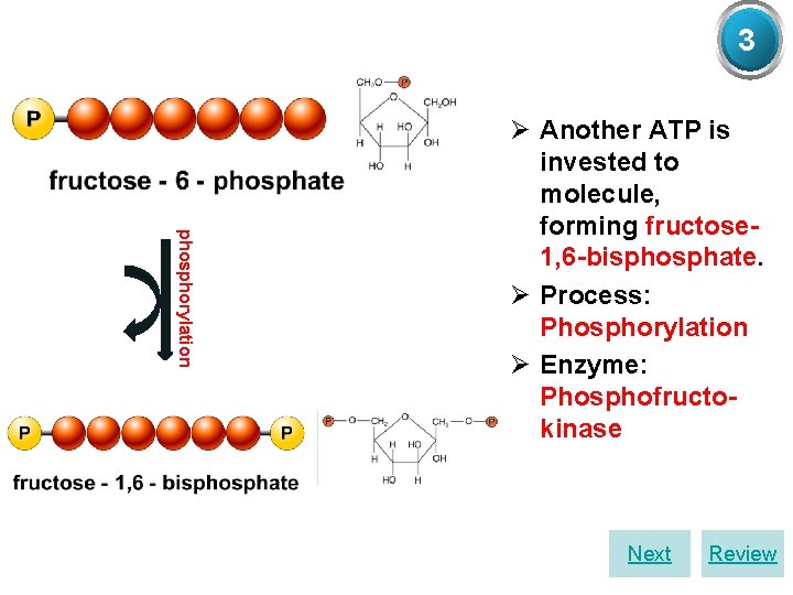 An example in Biology 1 outline glycolysis to