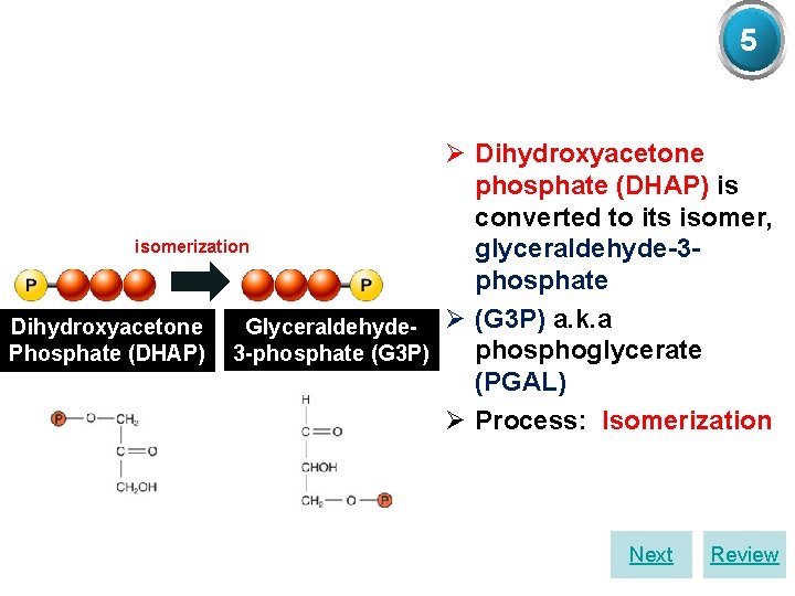 An example in Biology 1 outline glycolysis to
