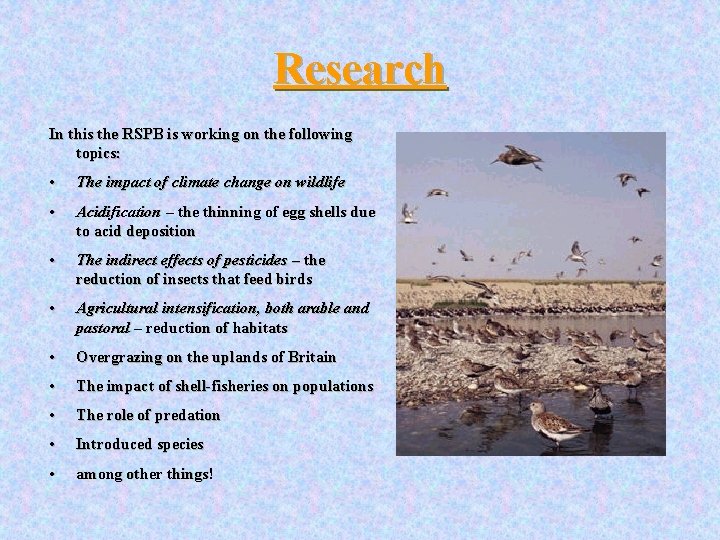 What is the RSPB The RSPB is Europes