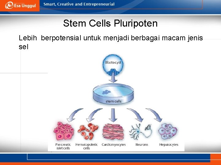 STEM CELL KULIAH 3 KKKkkkk Sumber Stem Cell