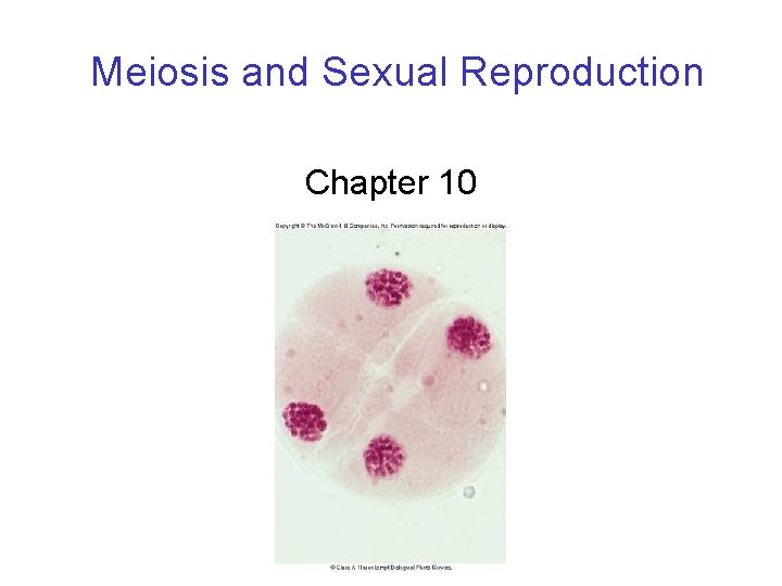 Meiosis and Sexual Reproduction Chapter 10 Overview of