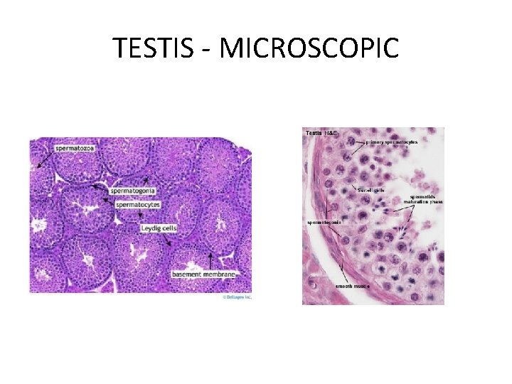 SPERMATOGENESIS DR SHIVRAM BHAT PROFESSOR LEARNING OBJECTIVES TO