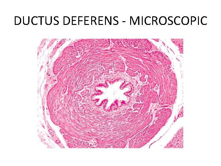 SPERMATOGENESIS DR SHIVRAM BHAT PROFESSOR LEARNING OBJECTIVES TO