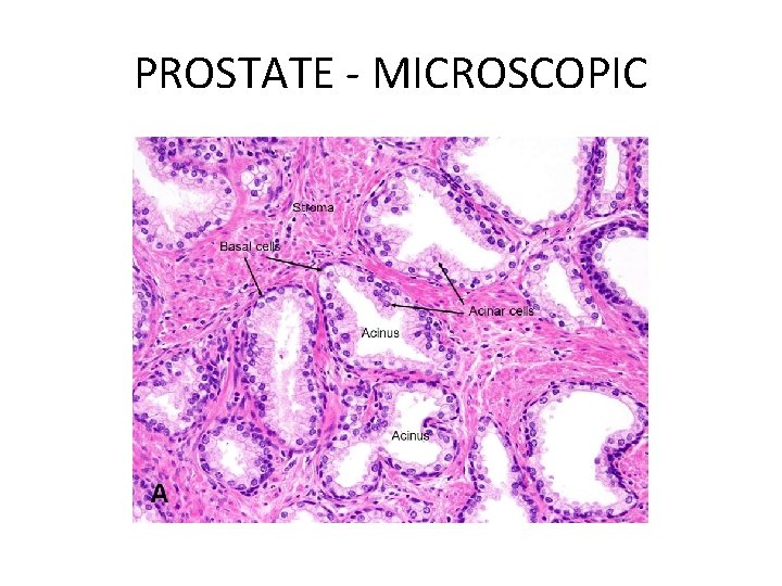 SPERMATOGENESIS DR SHIVRAM BHAT PROFESSOR LEARNING OBJECTIVES TO