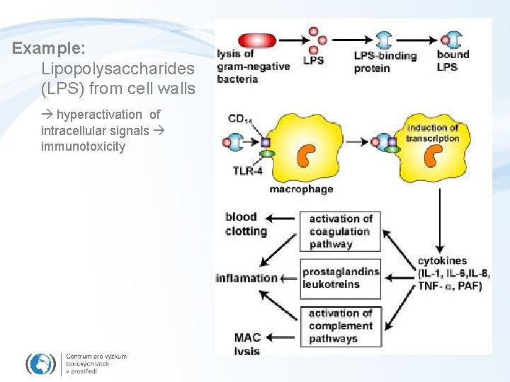 BIOMARKERS AND TOXICITY MECHANISMS 08 Toxicity mechanisms at