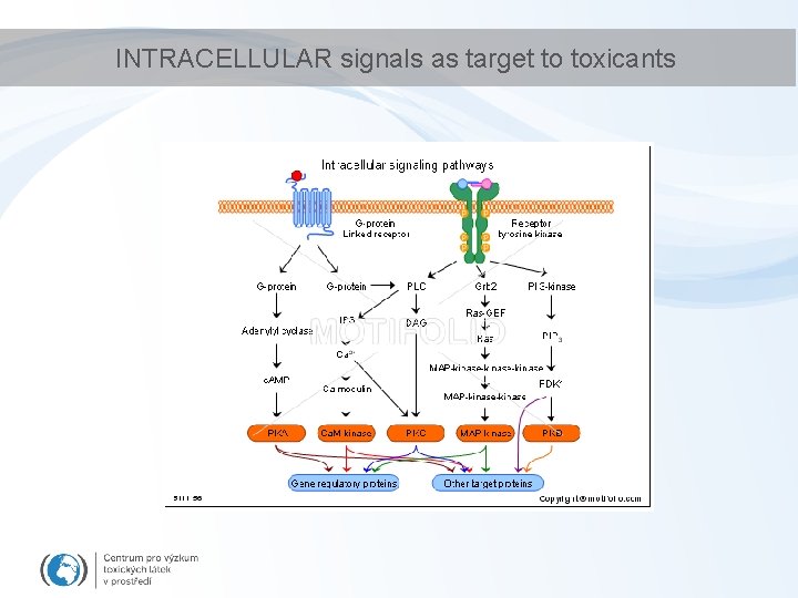 BIOMARKERS AND TOXICITY MECHANISMS 08 Toxicity mechanisms at