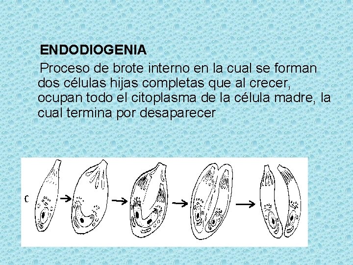 CLASIFICACION DE LOS PARASITOS facultativos se pueden adaptar