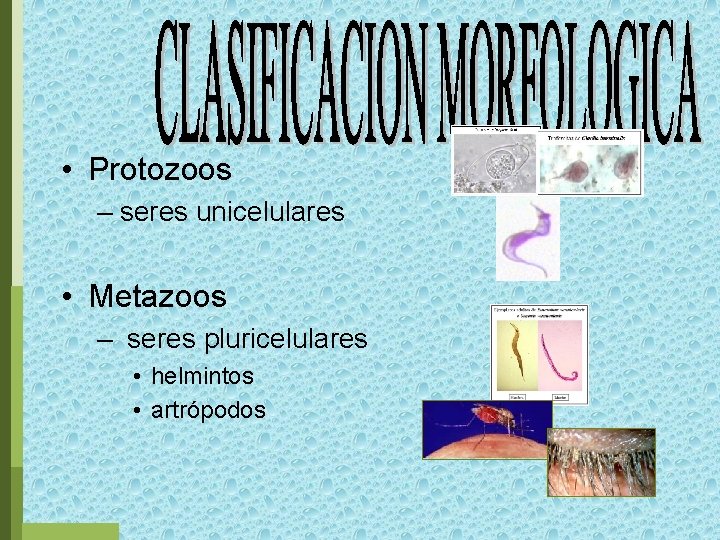 CLASIFICACION DE LOS PARASITOS facultativos se pueden adaptar