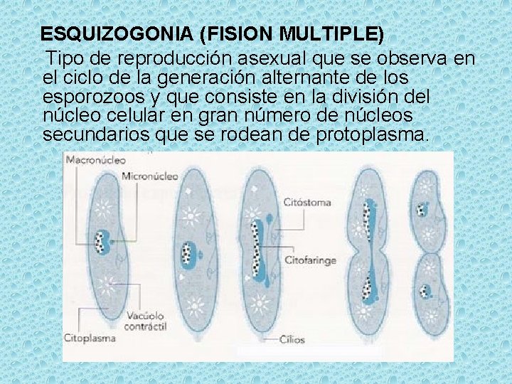 CLASIFICACION DE LOS PARASITOS facultativos se pueden adaptar