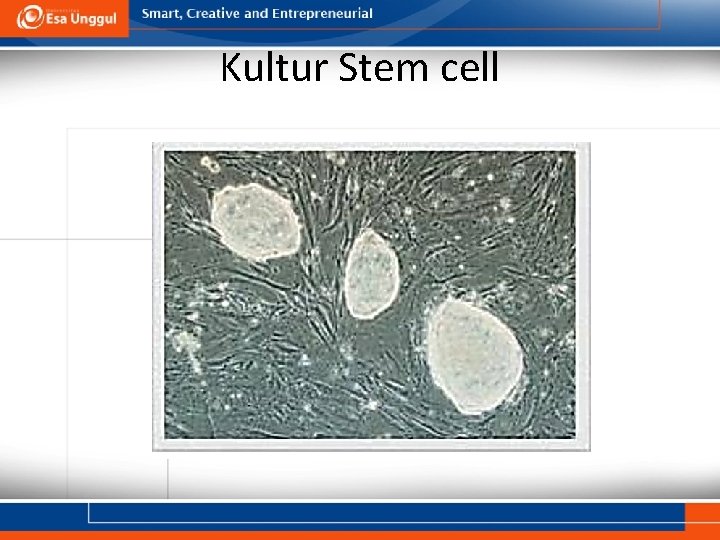 Kuliah 6 Kultur Stem Cell Mengapa kultur sel