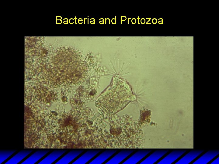 Basics of Microbiology chemical nature of life l