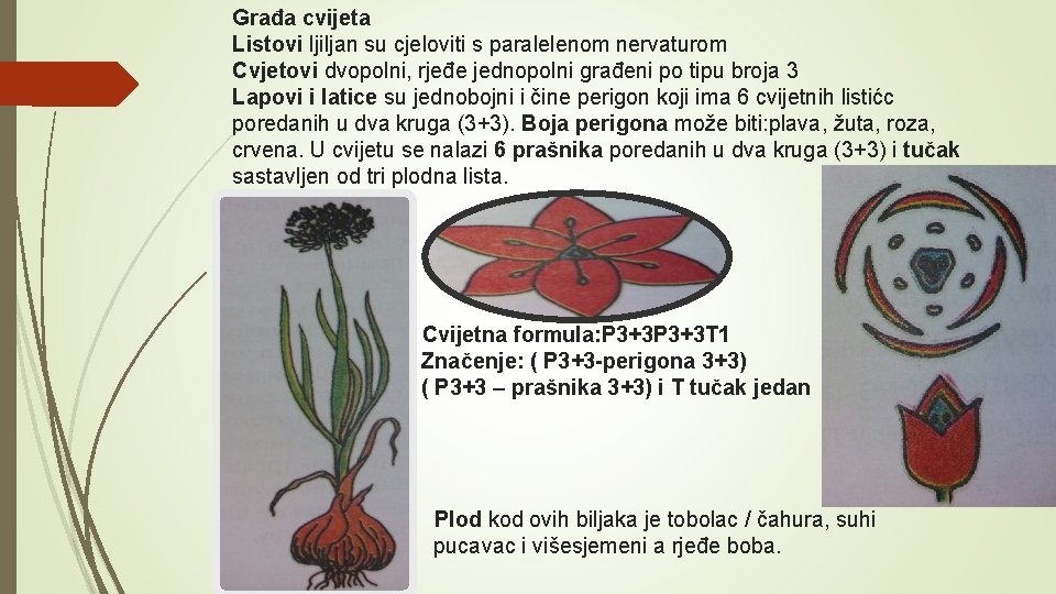 BIOLOGIJA Razred VIesti JEDNOSUPNICE Porodice ljiljana i trava