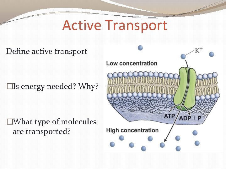 Cell Transport Three Main parts to an Animal
