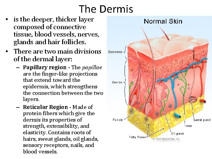 Skeletal Review Integumentary and Circulatory Systems Types of