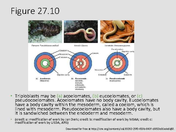 Chapter 27 INTRODUCTION TO ANIMAL DIVERSITY General Biology