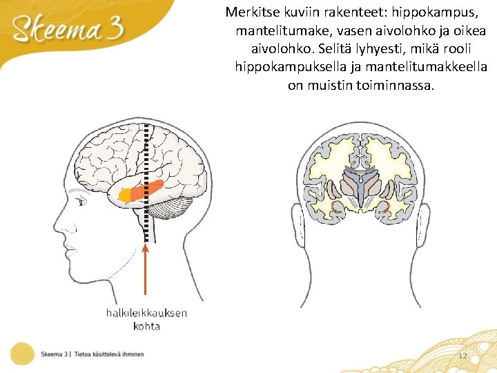 Skeema 3 2 4 Aivojen osat vastaavat eri