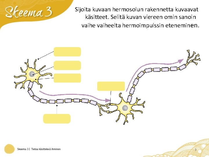 Skeema 3 2 4 Aivojen osat vastaavat eri