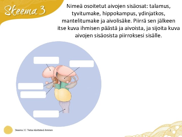 Skeema 3 2 4 Aivojen osat vastaavat eri