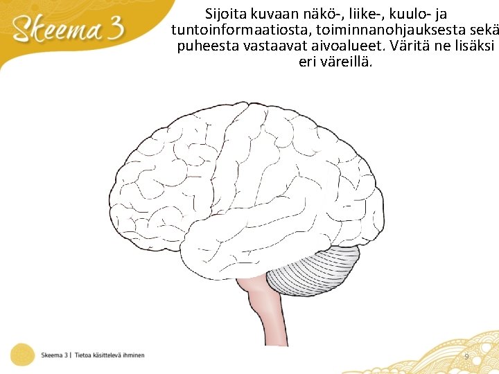 Skeema 3 2 4 Aivojen osat vastaavat eri