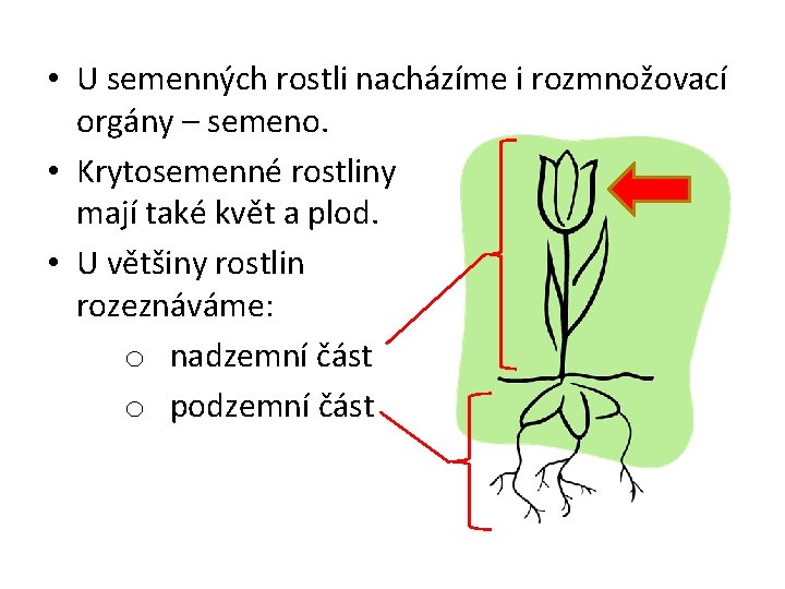 Koen autor David Hainall Stavba tla semennch rostlin