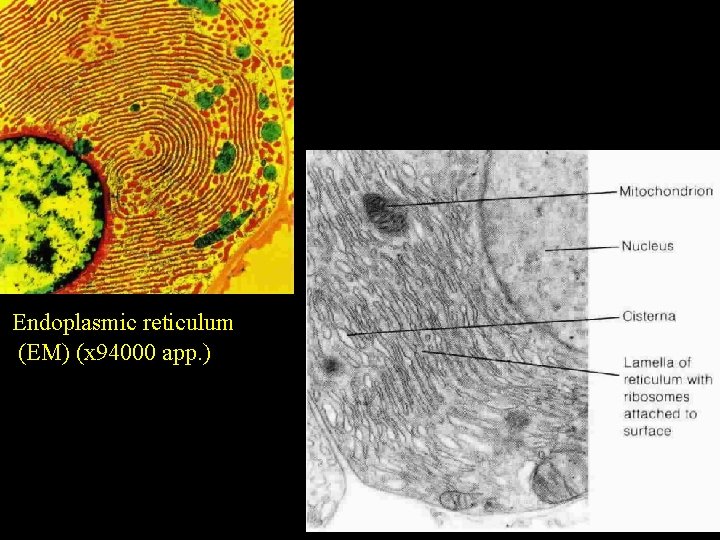Endoplasmic reticulum EM x 94000 app 4 2