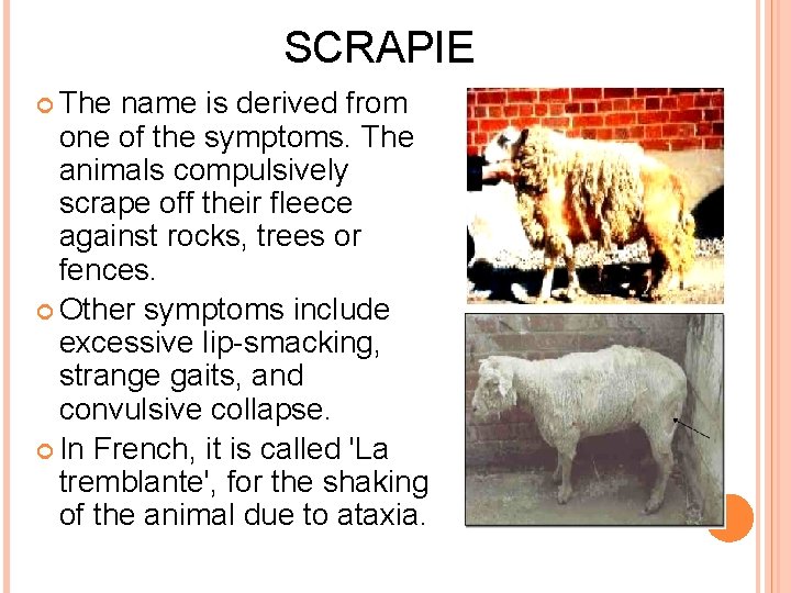 THE GOOD THE BAD AND THE UGLY OF