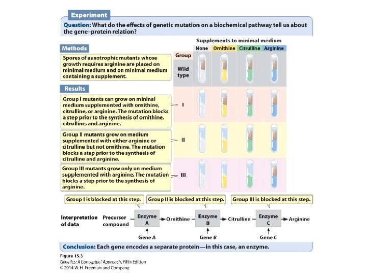Benjamin A Pierce GENETICS A Conceptual Approach FIFTH