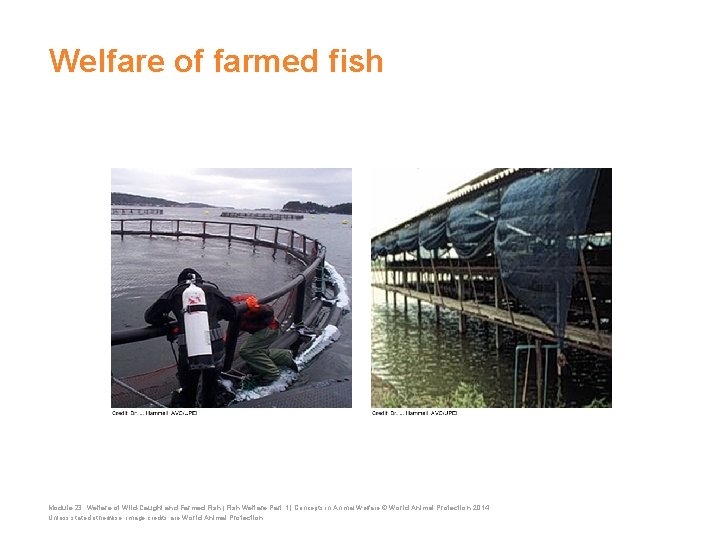 Module 23 Welfare of WildCaught and Farmed Fish