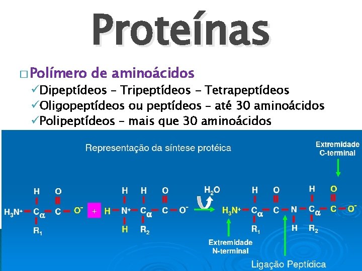 Biomolculas Professor Sstenes Pereira Biomolculas Estruturas e Funes