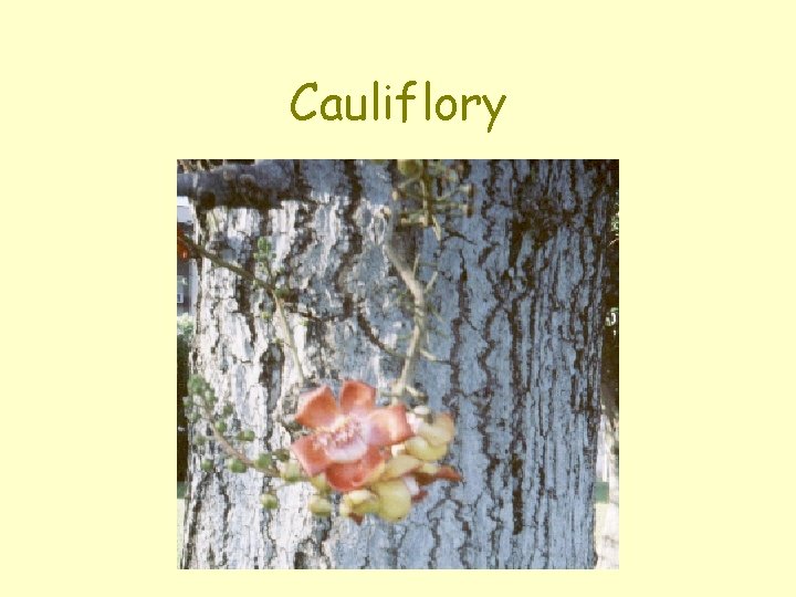 Tropical forests Climate and distribution Forest characteristics and