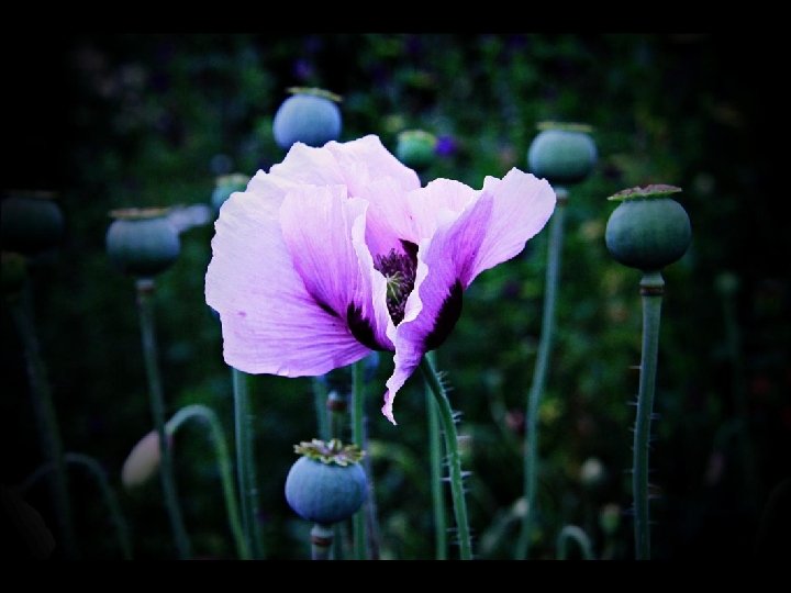 POLJSKI MAK udoviti svileno rdei makovi cvetovi in
