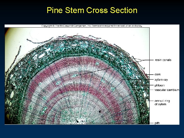 Introduction to Seed Plants Gymnosperms Outline Overview Phylum