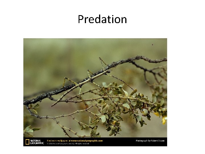 Interactions in Ecosystems SNC 1 DI Ecosystem Interactions