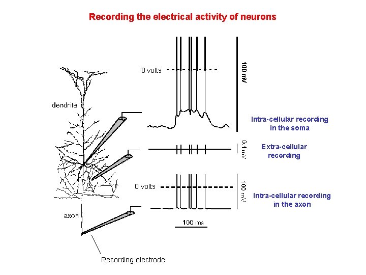 JHU BME 580 422 Biological Systems II Neurons