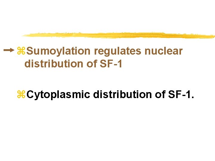 The subcellular localization of SF1 Fu Huang Lab