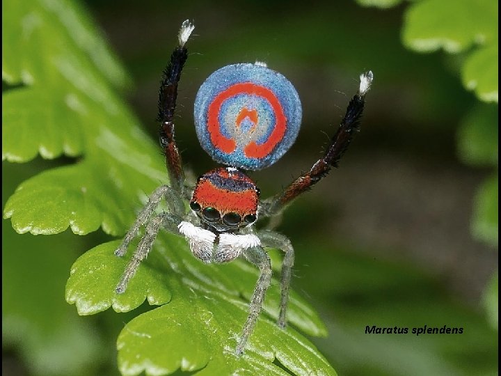 Two new peacock spiders identified in Western Australia