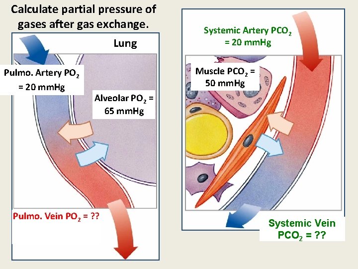 Lecture 34 Gas Exchange Respiratory Regulation Respiratory Diseases