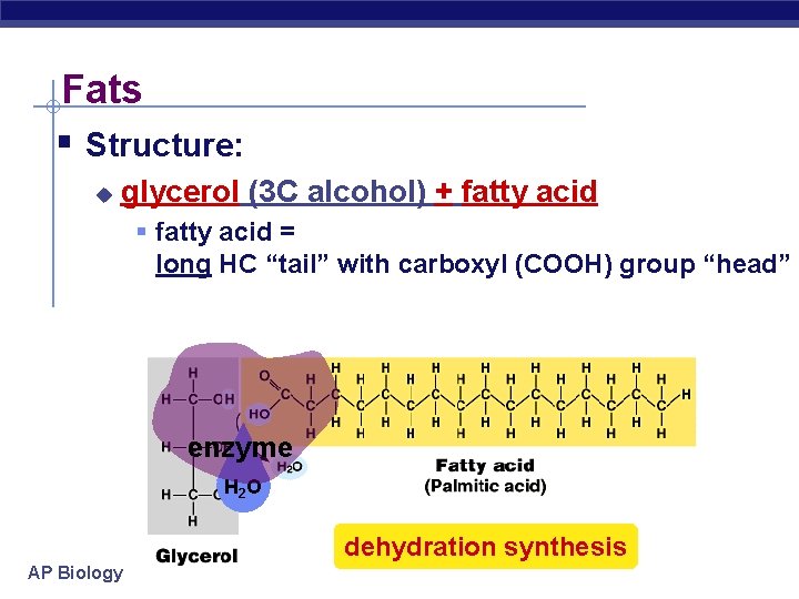 Chapter 5 3 Lipids Fats Oils AP Biology