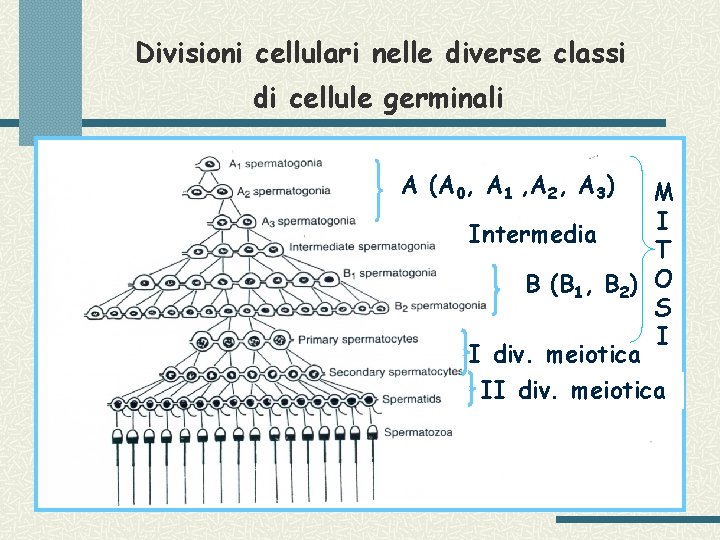 Scuola di Specializzazione in Fisiopatologia della Riproduzione degli
