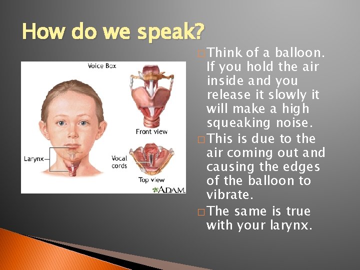 Respiratory System Respiratory System Function Outcomes The respiratory
