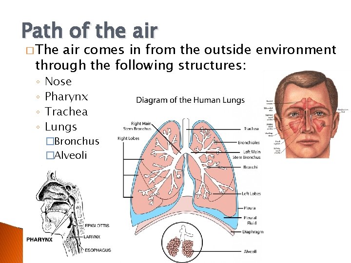 Respiratory System Respiratory System Function Outcomes The respiratory