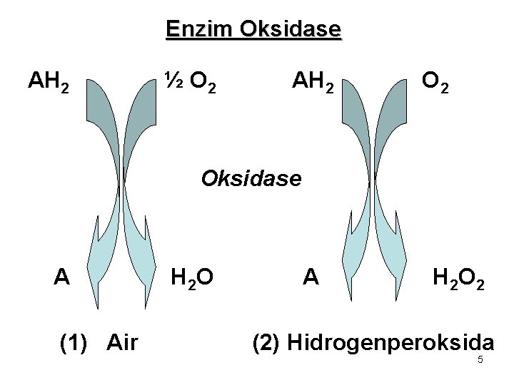 BIOLOGI OKSIDASI RESPIRASI SEL Dra Yustini Alioes MSi