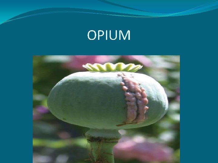 THE DANGEROUS DRUG ACT 1930 Prepared By Dr