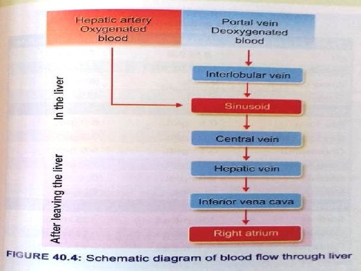 PHYSIOLOGY OF LIVER GALL BLADDER PART 1 DR