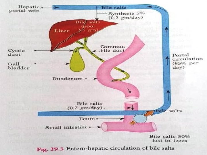 PHYSIOLOGY OF LIVER GALL BLADDER PART 1 DR
