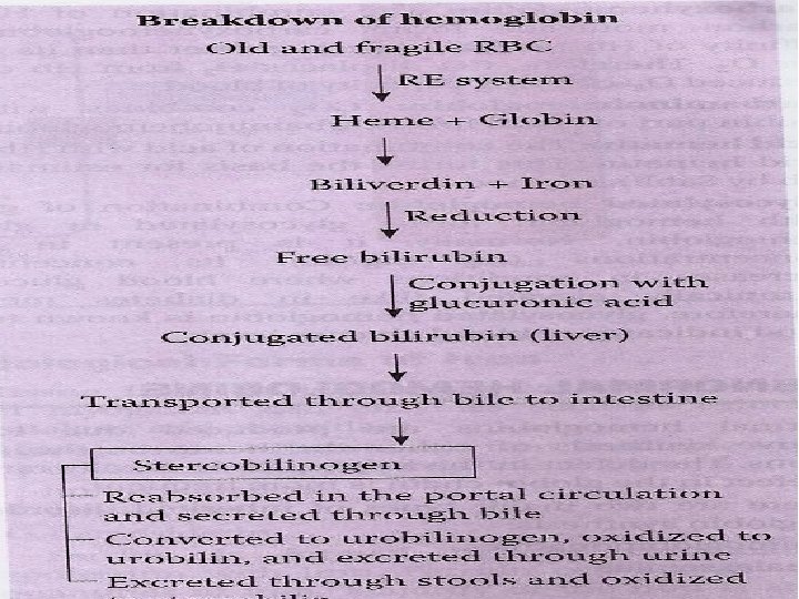 PHYSIOLOGY OF LIVER GALL BLADDER PART 1 DR