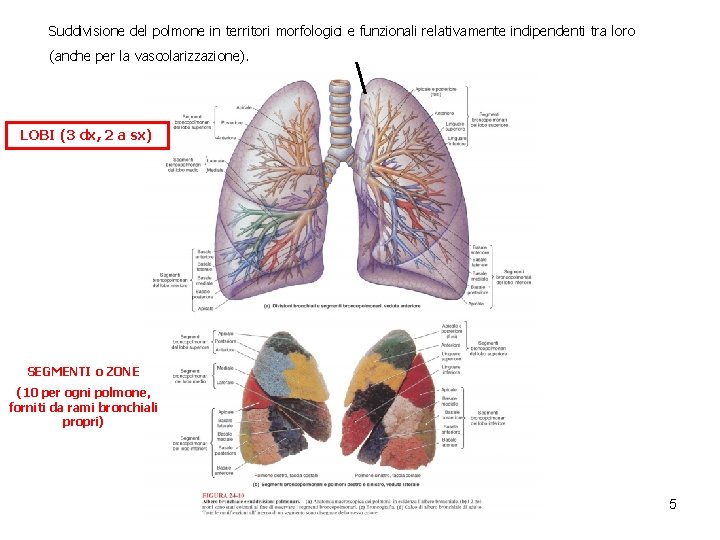 POLMONI sede degli scambi gassosi ariasangue tra aria