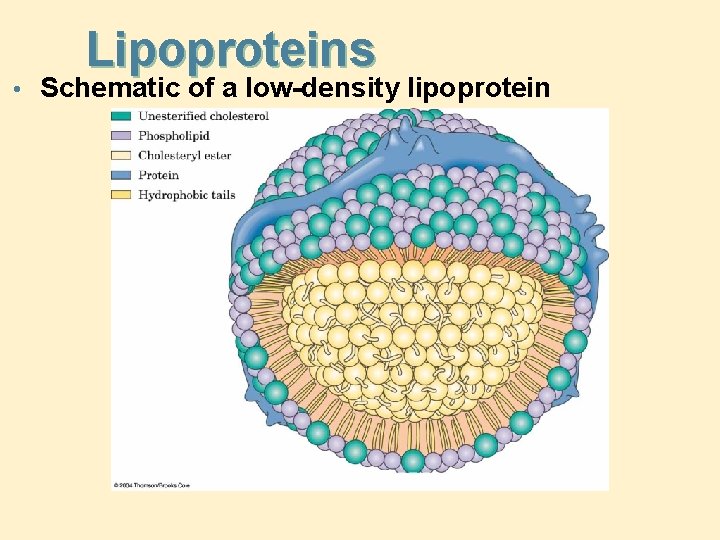 Chapter 13 Lipids Lipids Lipids a heterogeneous class