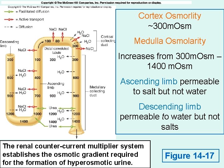 Physiology BIO 240 Lecture No 12 Renal Nephron